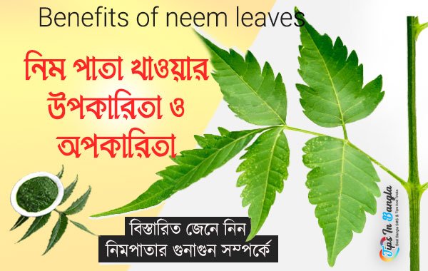 Nim patar upokarita নিমপাতার উপকারিতা গুনাগুন অপকারিতা Tips In Bangla